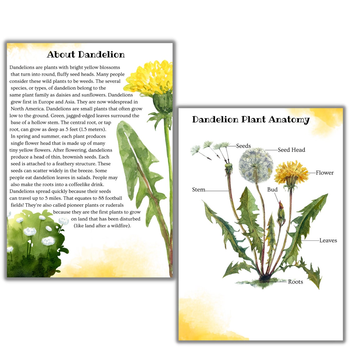 Dandelion Mini Unit Study, Summer Activity, Dandelion Activity, Home ...