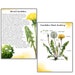 Dandelion Mini Unit Study, Summer Activity, Dandelion Activity, Home ...