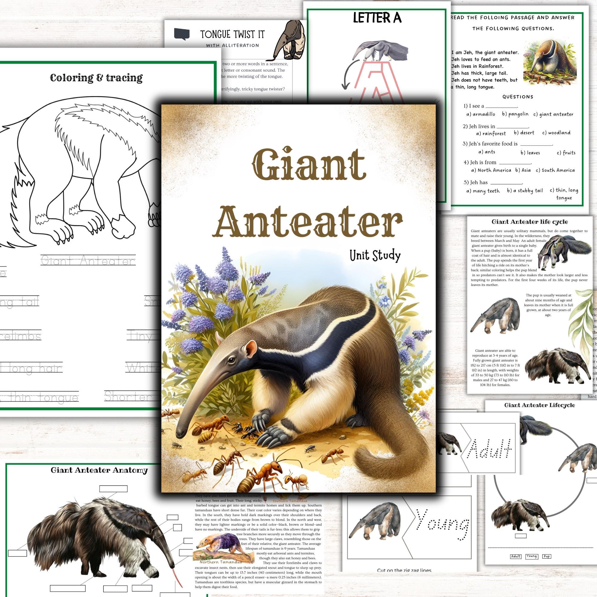 Giant Anteater Mini Unit, Giant Anteater Anatomy, Giant Anteater ...