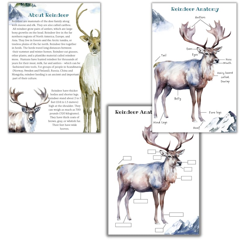 Reindeer Unit Study, Arctic Animals Activity, Reindeer Anatomy ...