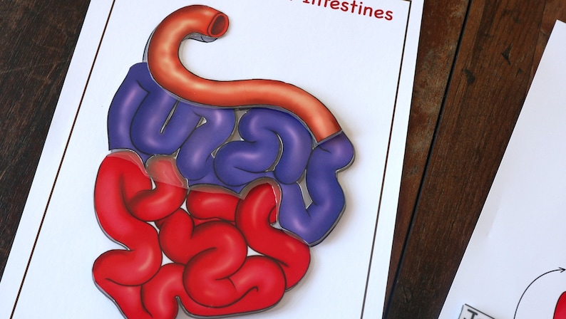 Human Small Intestines Anatomy Printable Activity, Small Intestines ...
