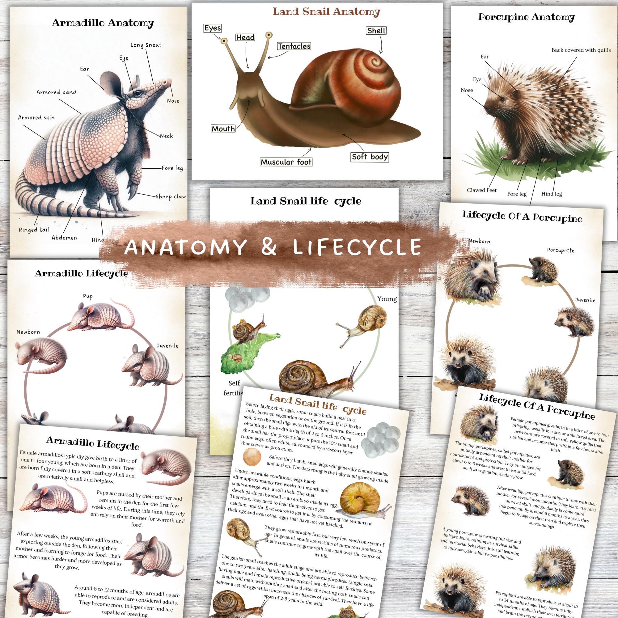 Nature in Attack Unit Study, Predators Unit, Lion Unit, Shark Unit ...