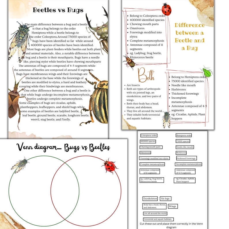 Beetles Unit Study, Lady Bug Unit Study, Lady Bug 3 Part Cards, Beetles ...