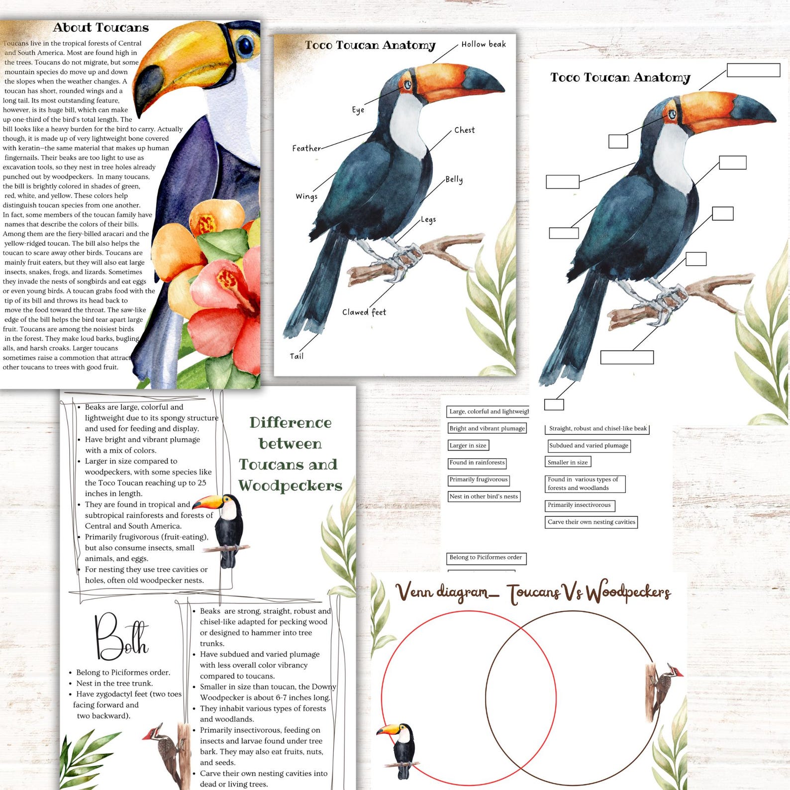 Toucan Unit Study, Toucan Anatomy, Rainforest Animals Unit, Toucan ...