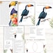 Toucan Unit Study, Toucan Anatomy, Rainforest Animals Unit, Toucan ...