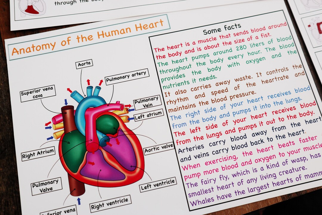 Human Heart Anatomy Printable Activity, Heart Puzzle, Heart ...