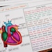 Human Lungs Anatomy Printable Activity, Lungs Puzzle, Lungs ...