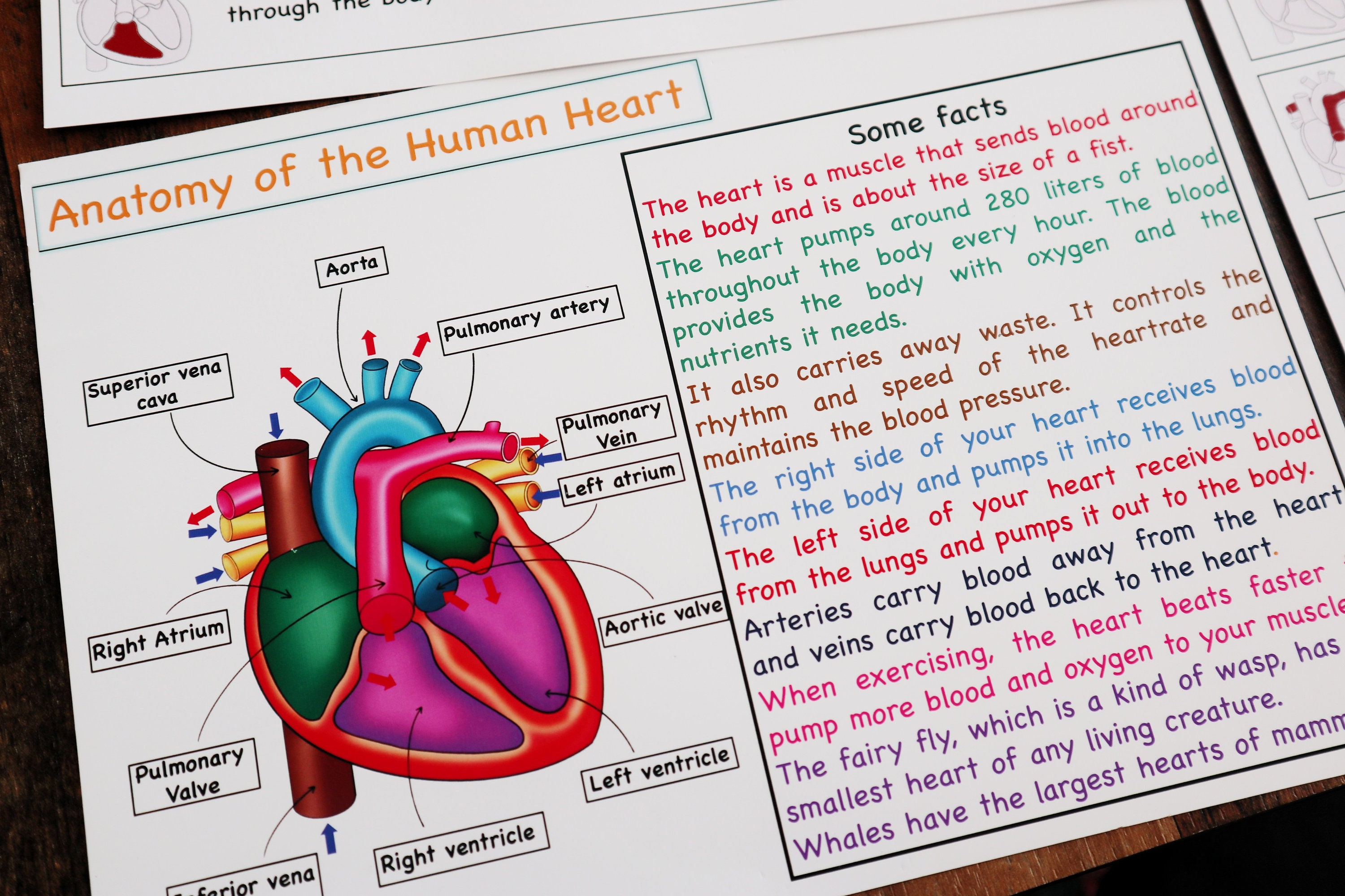 Human Heart Anatomy Printable Activity Heart Puzzle Heart - Etsy UK