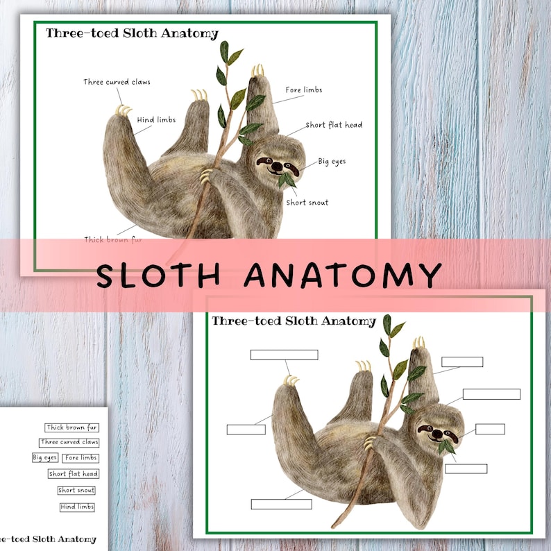 Sloth Anatomy, Sloth Printable - Etsy