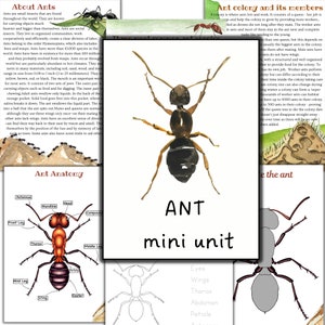 Ant Mini Unit Study, Ant Printable Puzzle, Ant Printable Activities ...