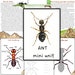 Ant Mini Unit Study, Ant Printable Puzzle, Ant Printable Activities ...