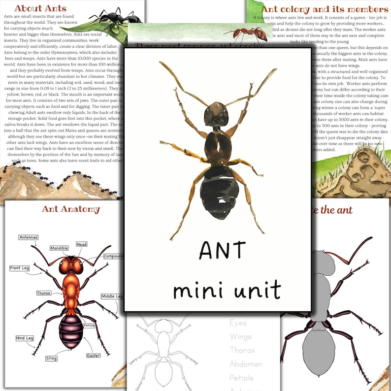 Ant Mini Unit Study, Ant Printable Puzzle, Ant Printable Activities, Nature Study, Insects ...