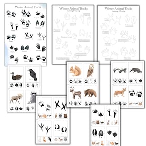 Winter Forest Animals Unit Study, Winter Activities, Animal Tracks Unit ...