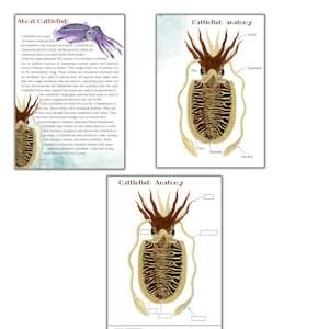 Cuttlefish Mini Unit, Cuttlefish Printable Activities, Cuttlefish Life ...