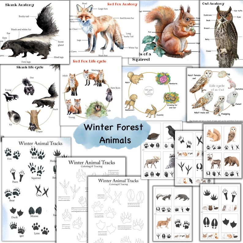 Winter Forest Animals Unit Study, Winter Activities, Animal Tracks Unit ...