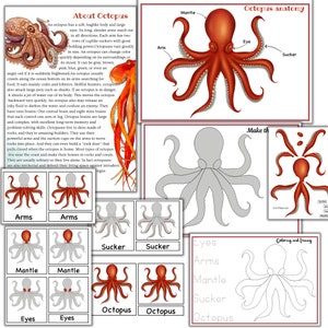 Mollusk Unit Study, Octopus Unit, Squid Unit, Cuttlefish Unit, Sea ...