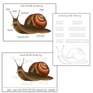 Snail Unit Study, Garden Snail Printable, Nature Study, Summer ...