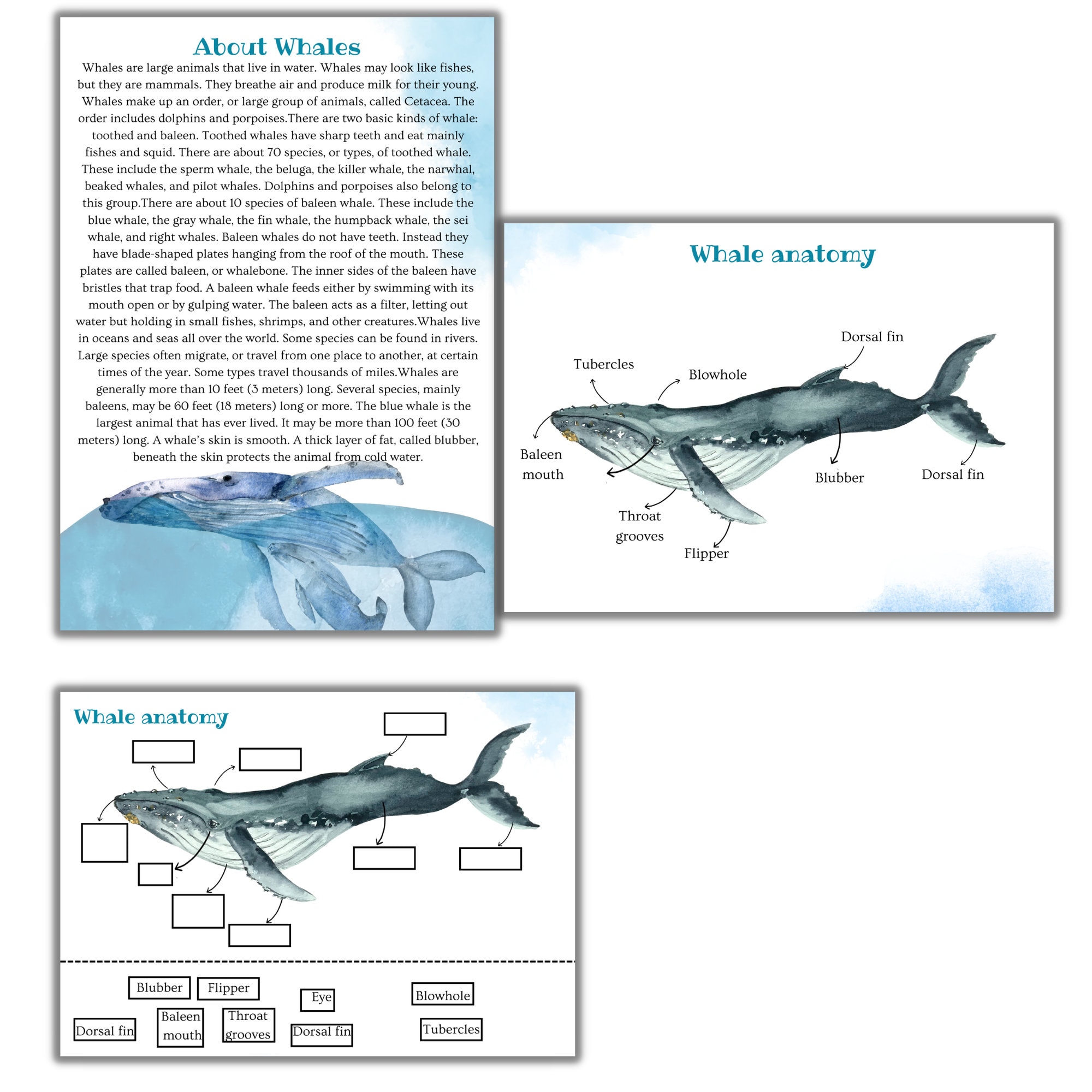 Whale Mini Unit Study, Whale Life Cycle, Whale Anatomy, Nature Study - Etsy