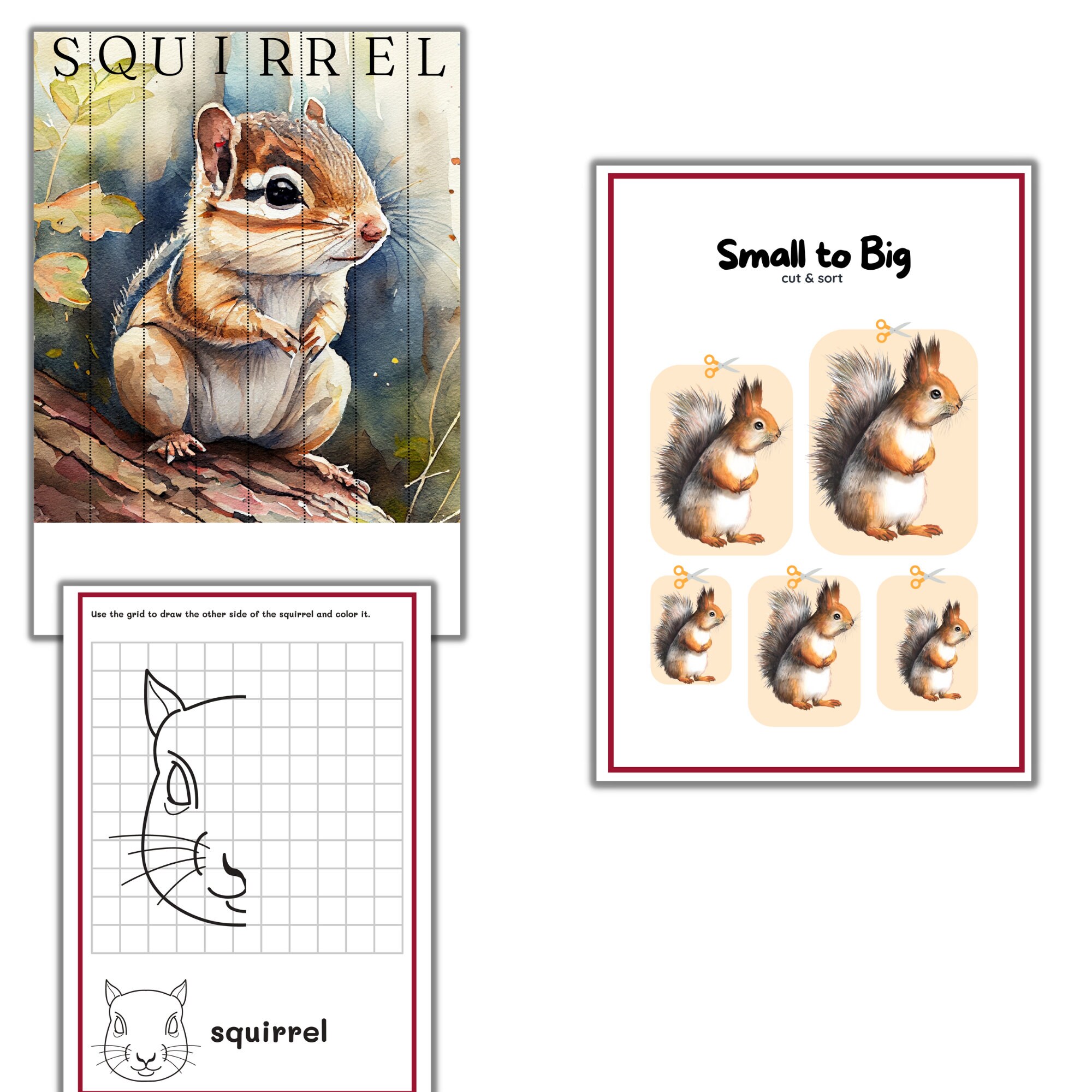 Squirrel Unit Study Squirrel Life Cycle Squirrel Anatomy - Etsy