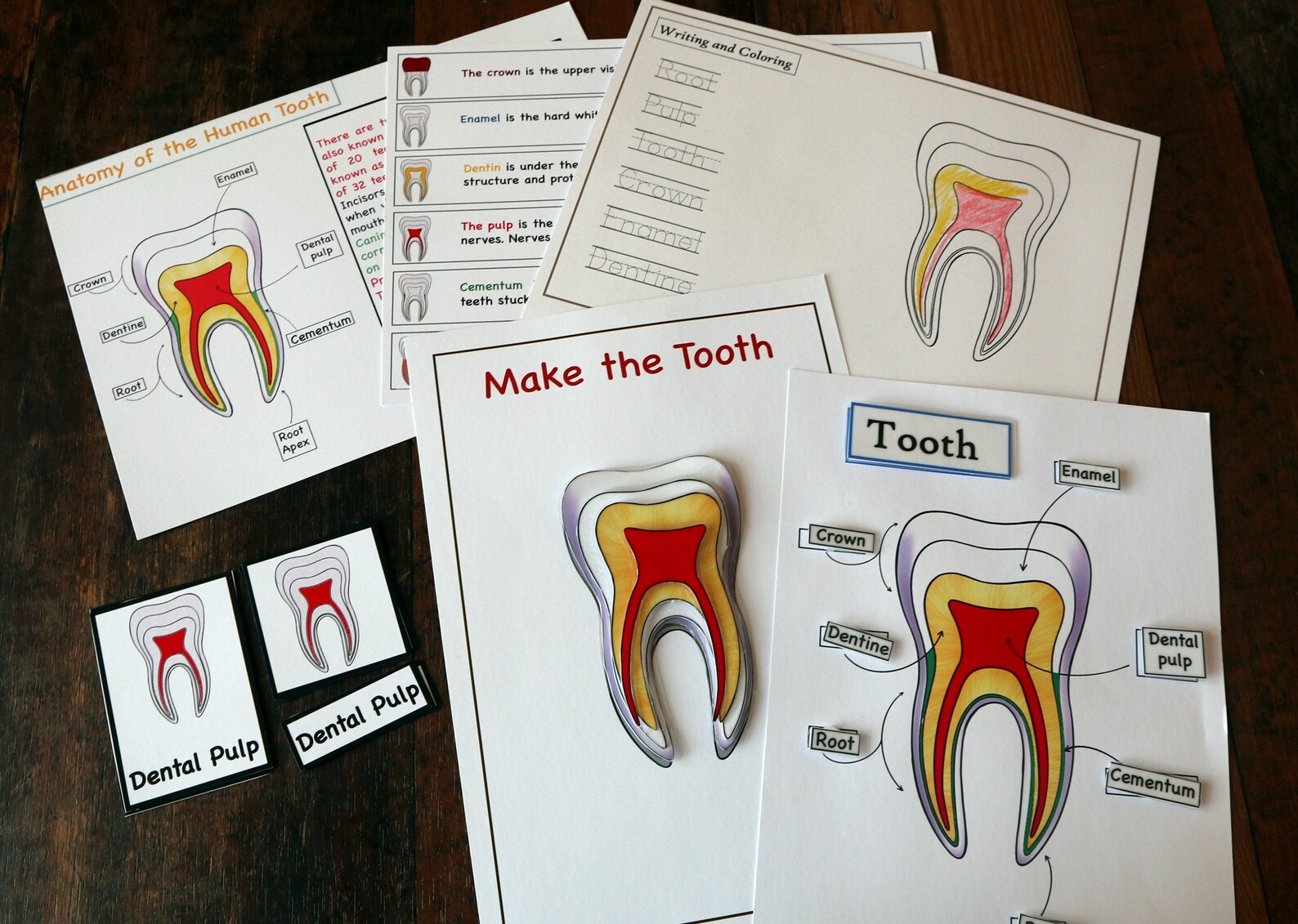 Human Tooth Anatomy Printable Activity Tooth Nomenclature - Etsy