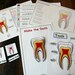 Human Tooth Anatomy Printable Activity, Tooth Nomenclature Cards ...