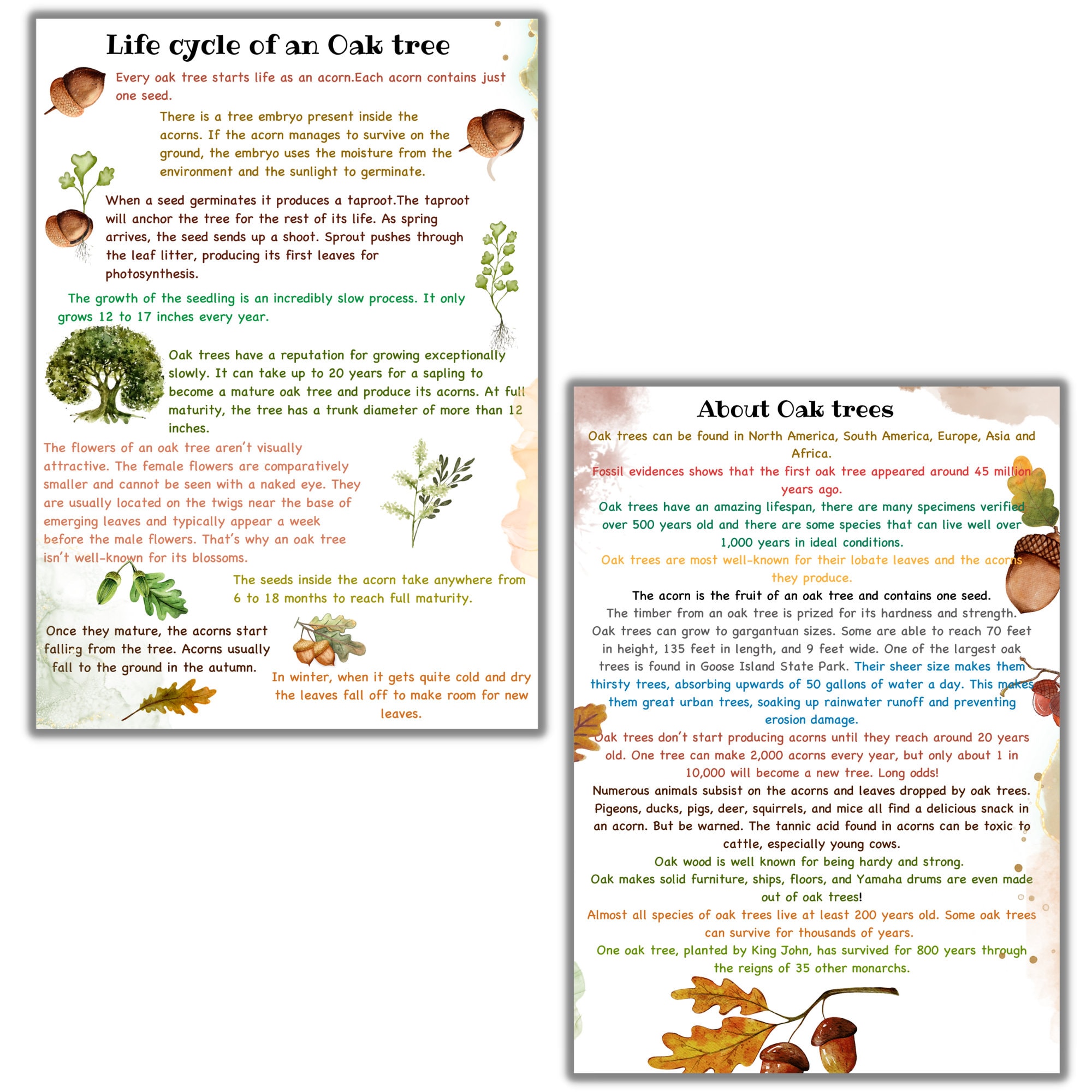 Maple Tree Life Cycle, Trees Unit Study, Maple Tree, Nature Unit Study ...
