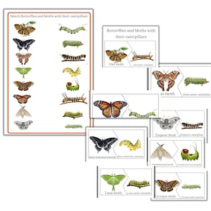 Moth Unit Study, Luna Moth Printable Puzzle, Luna Moth 3 Part Cards ...