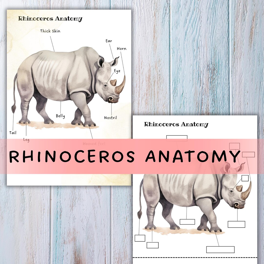 Rhinoceros Anatomy, Rhino Printable - Etsy