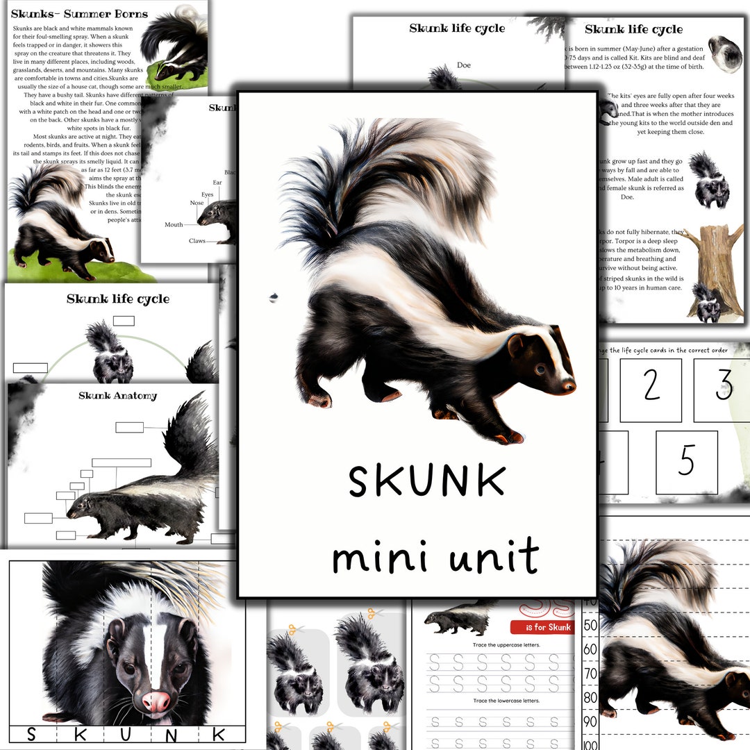 Skunk Mini Unit Study, Skunk Anatomy, Skunk Life Cycle, Summer Activity ...