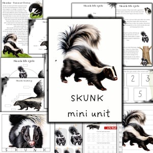 Skunk Mini Unit Study, Skunk Anatomy, Skunk Life Cycle, Summer Activity ...