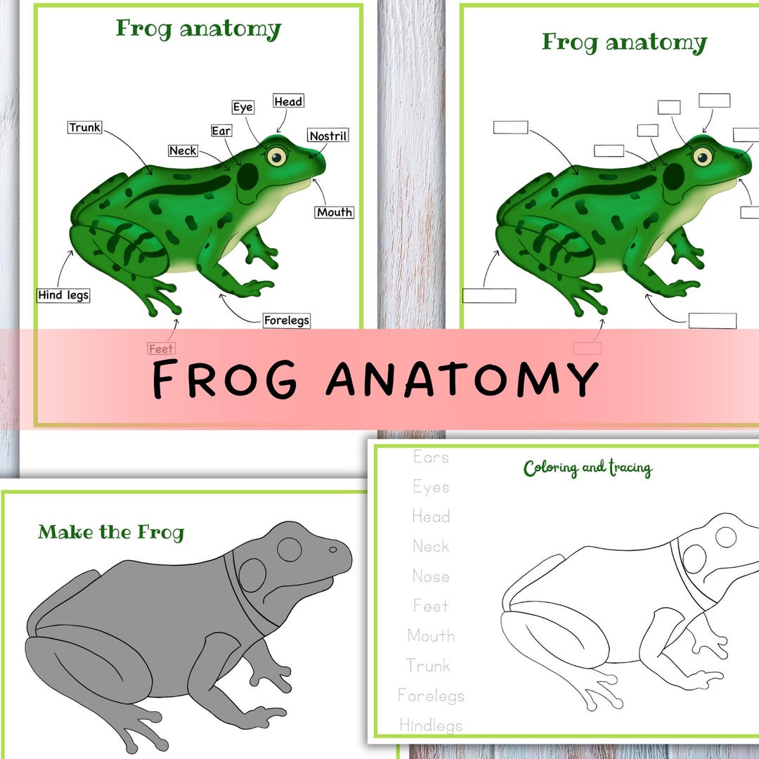 Frog Anatomy, Frog Printable, Amphibian Unit, Homeschool Printable - Etsy