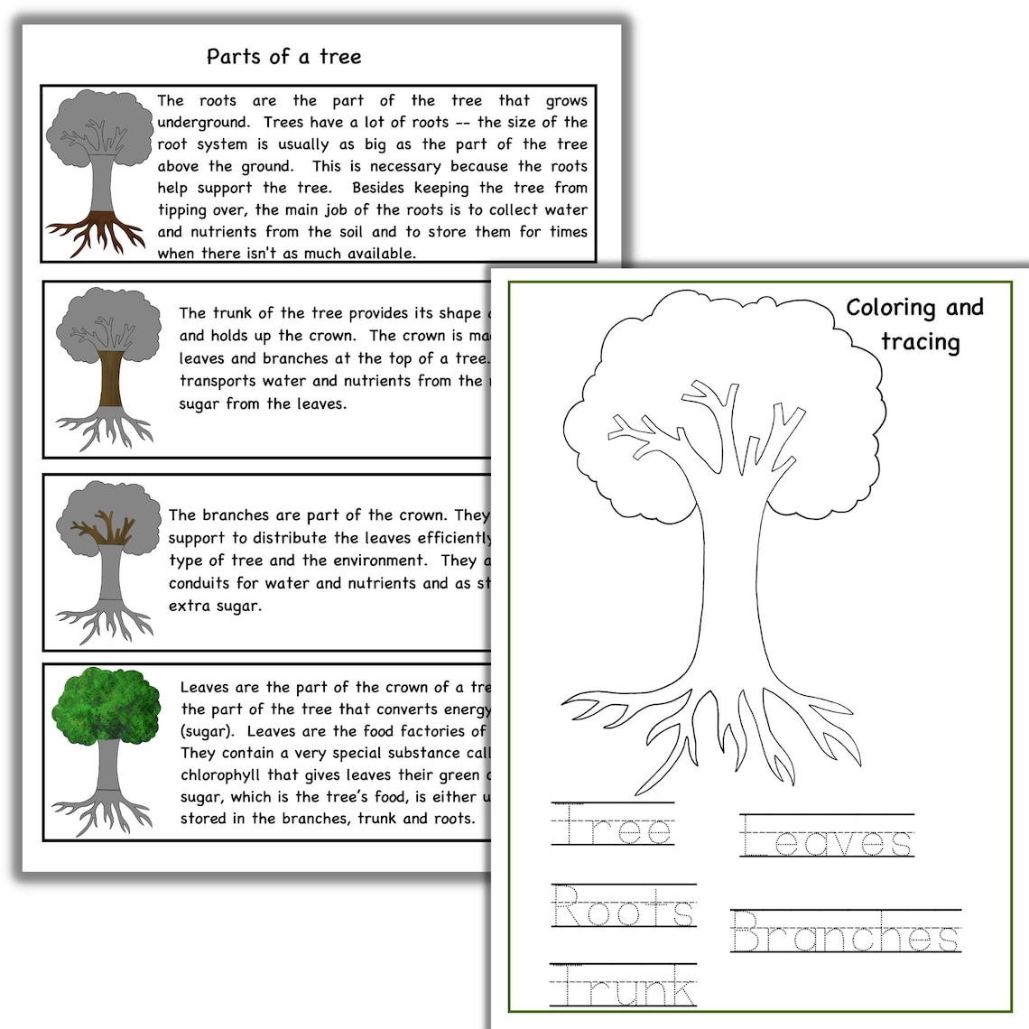 Parts of a Tree Puzzle , Tree Unit Study, Tree Anatomy, 3 Part Cards ...