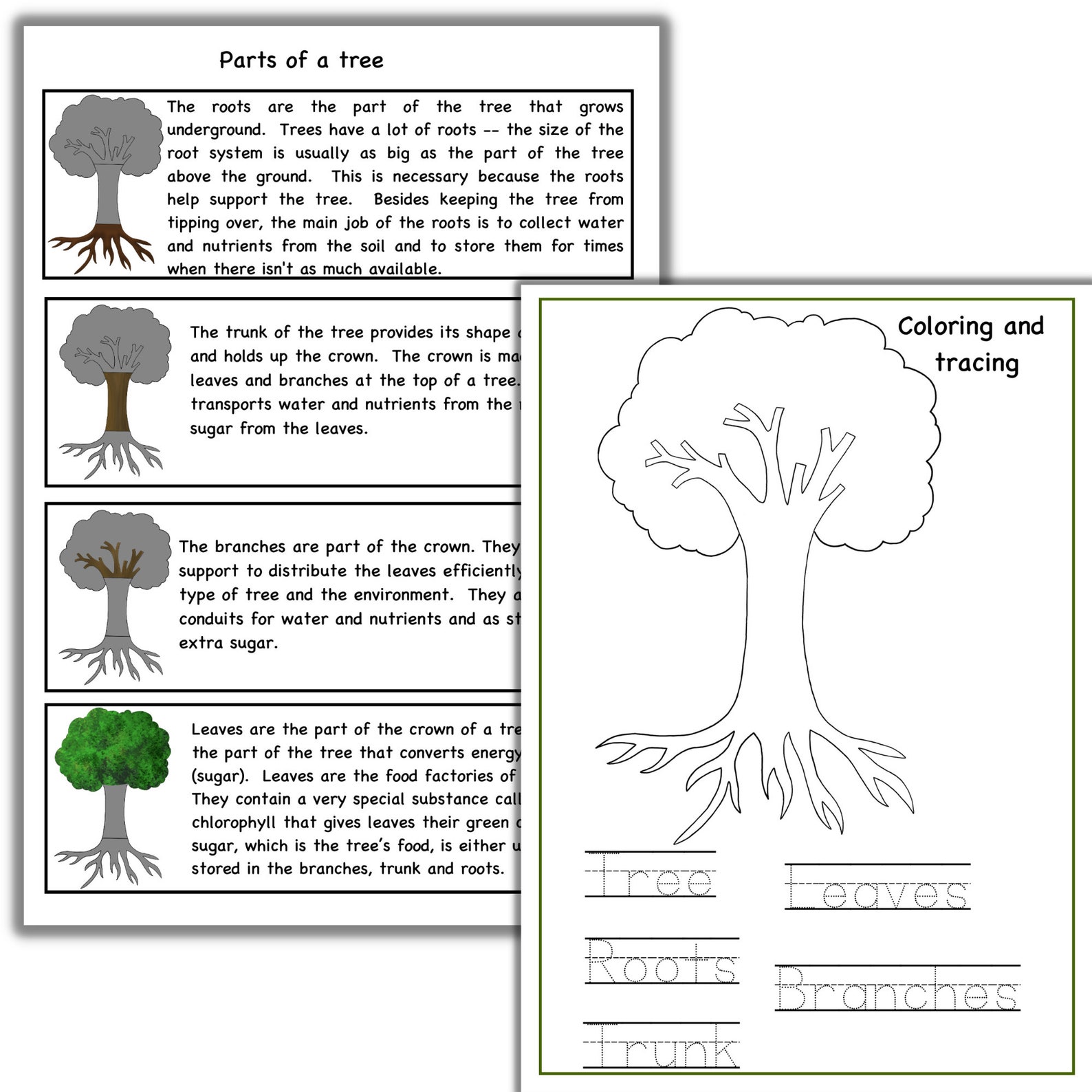 Parts of a Tree Puzzle , Tree Unit Study, Tree Anatomy, 3 Part Cards ...