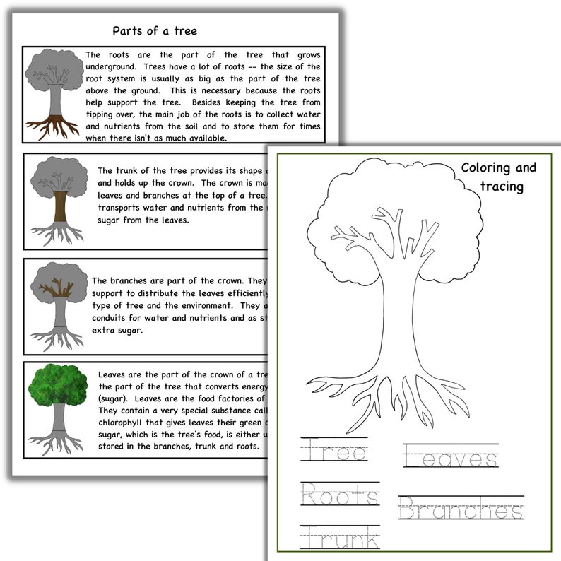 Parts of a Tree Puzzle , Tree Unit Study, Tree Anatomy, 3 Part Cards ...