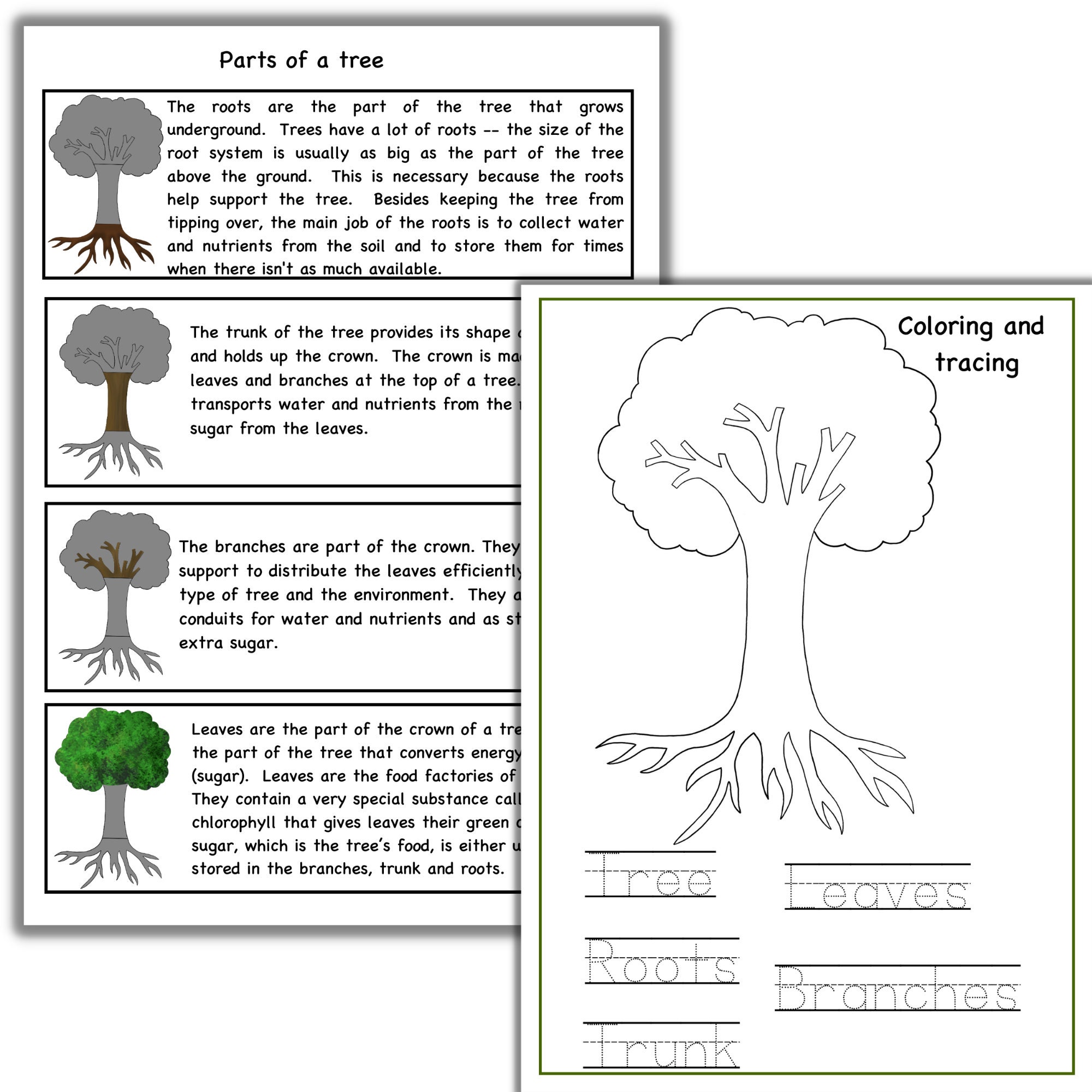 Parts of a Tree Puzzle , Tree Unit Study, Tree Anatomy, 3 Part Cards ...