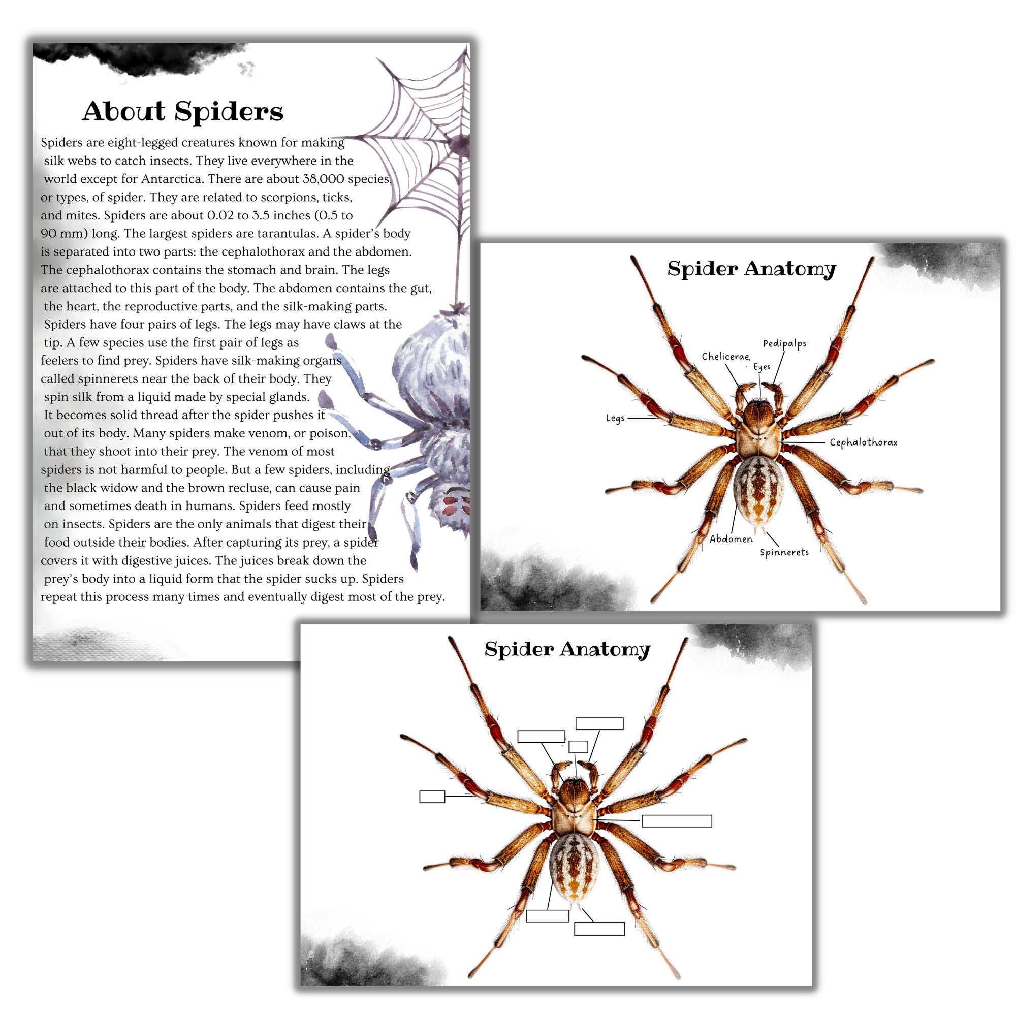 Spider Mini Unit Study, Spider Anatomy, Halloween Printable Activity ...