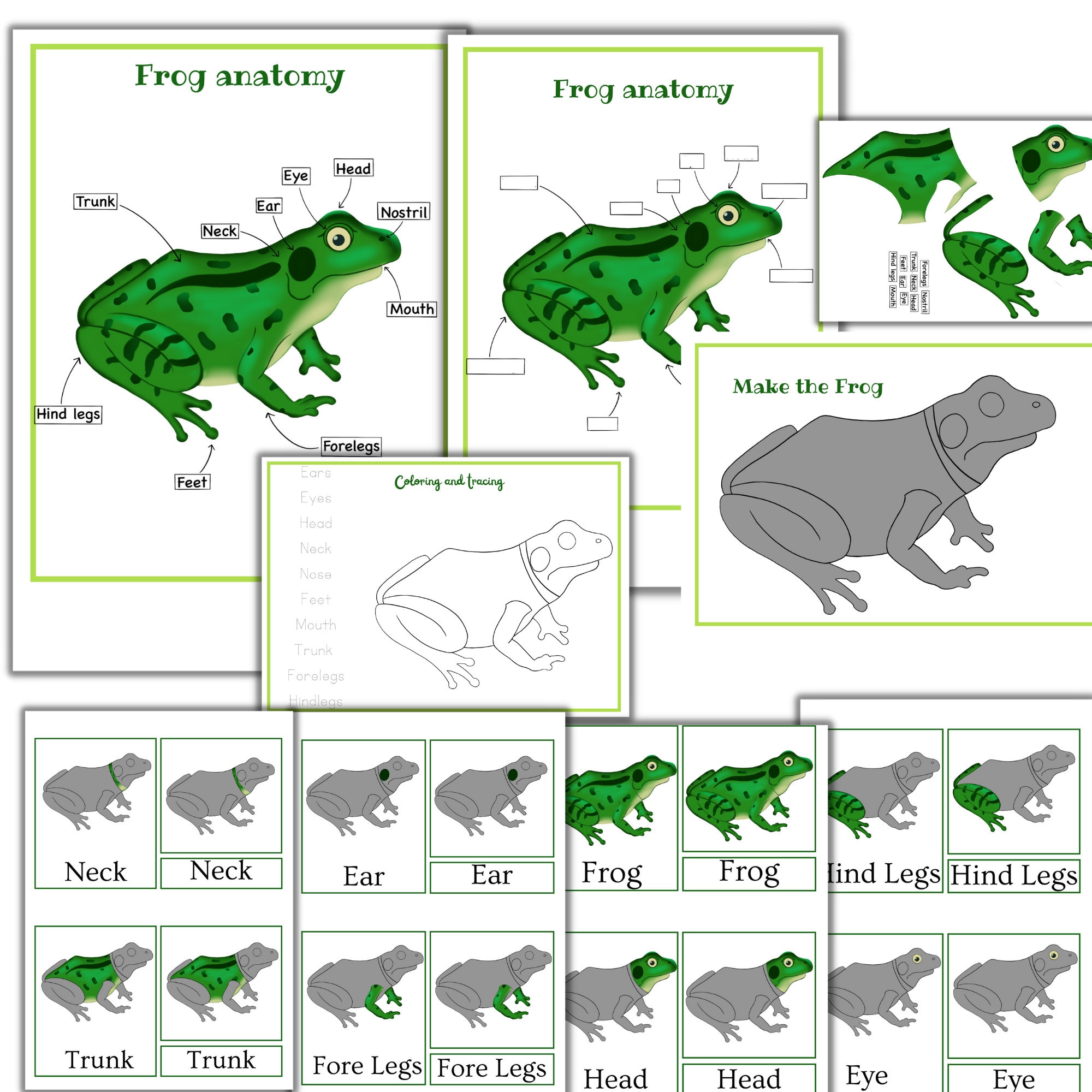 Frog Unit Study, Frog 3 Part Cards, Frog Printable Puzzle, Amphibian ...