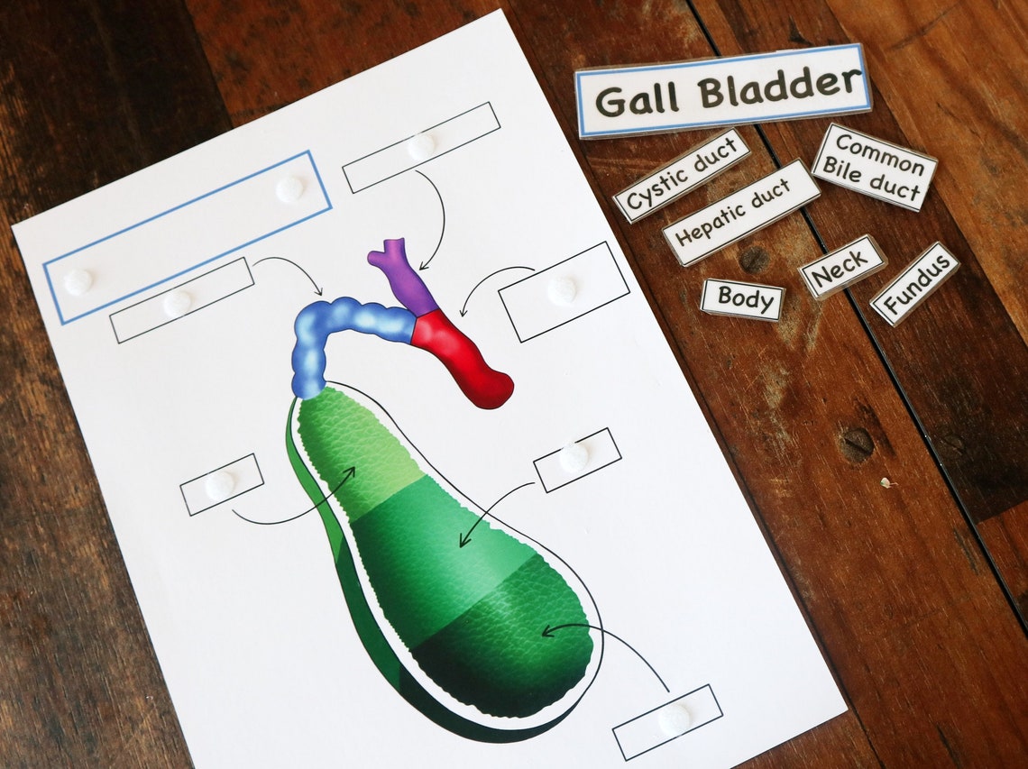 Human Gallbladder Anatomy Printable Activity Gallbladder - Etsy
