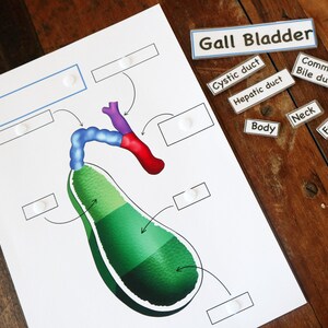 Human Gallbladder Anatomy Printable Activity, Gallbladder Puzzle ...