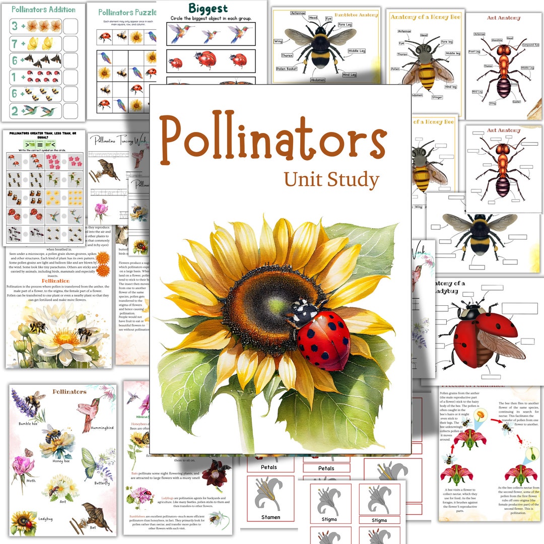 Pollinators Unit Study, Flower Anatomy, Pollination Process, Nature ...