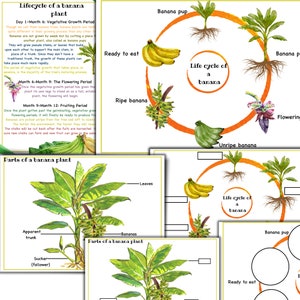 Fruits and Nuts Unit Study, Apple Unit Study, Banana Unit Study, Apple ...