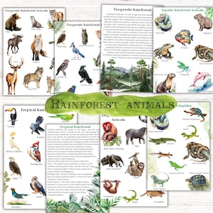 Rainforest Unit Study, Biome Unit , Rainforest Animals Worksheets ...