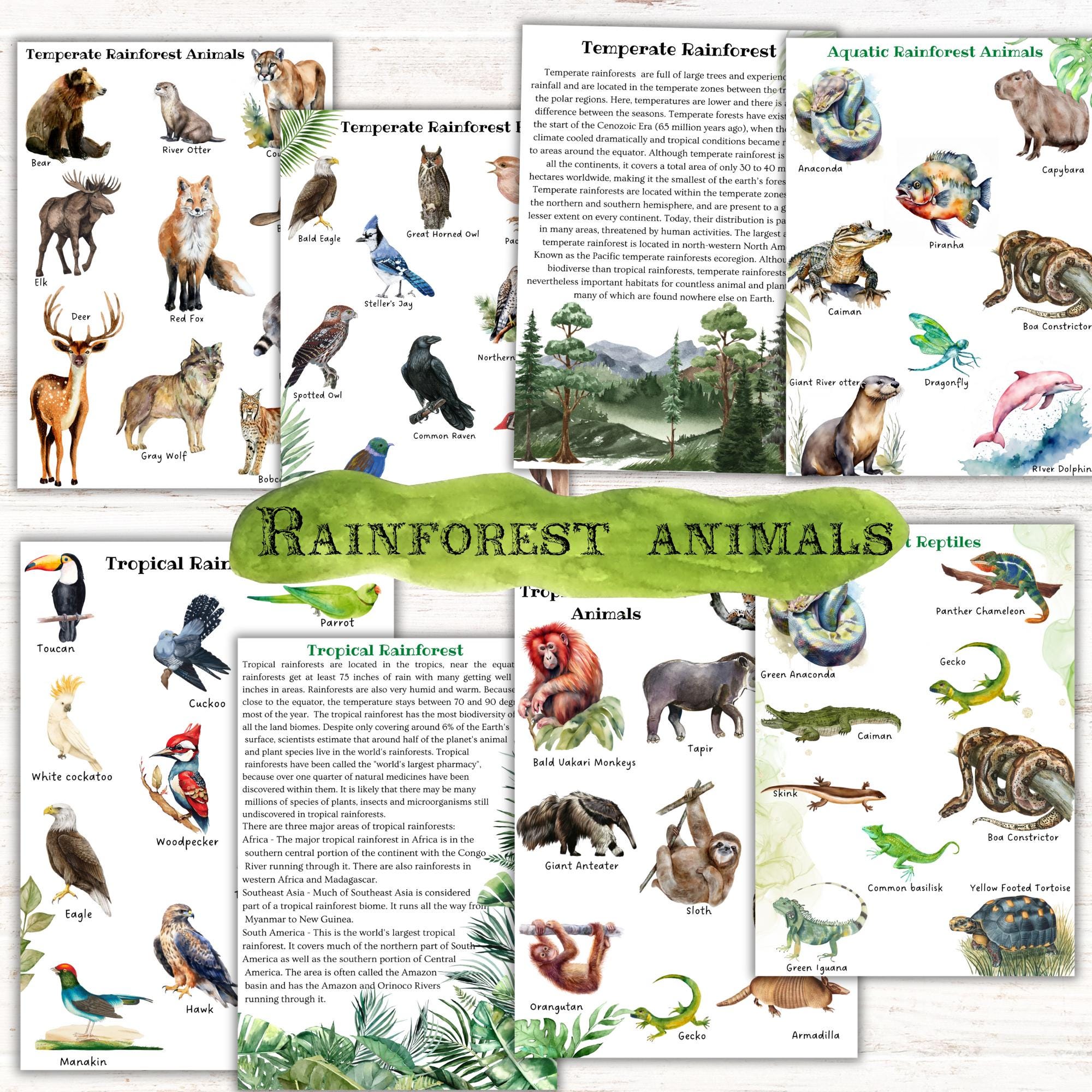 Rainforest Unit Study, Biome Unit , Rainforest Animals Worksheets ...