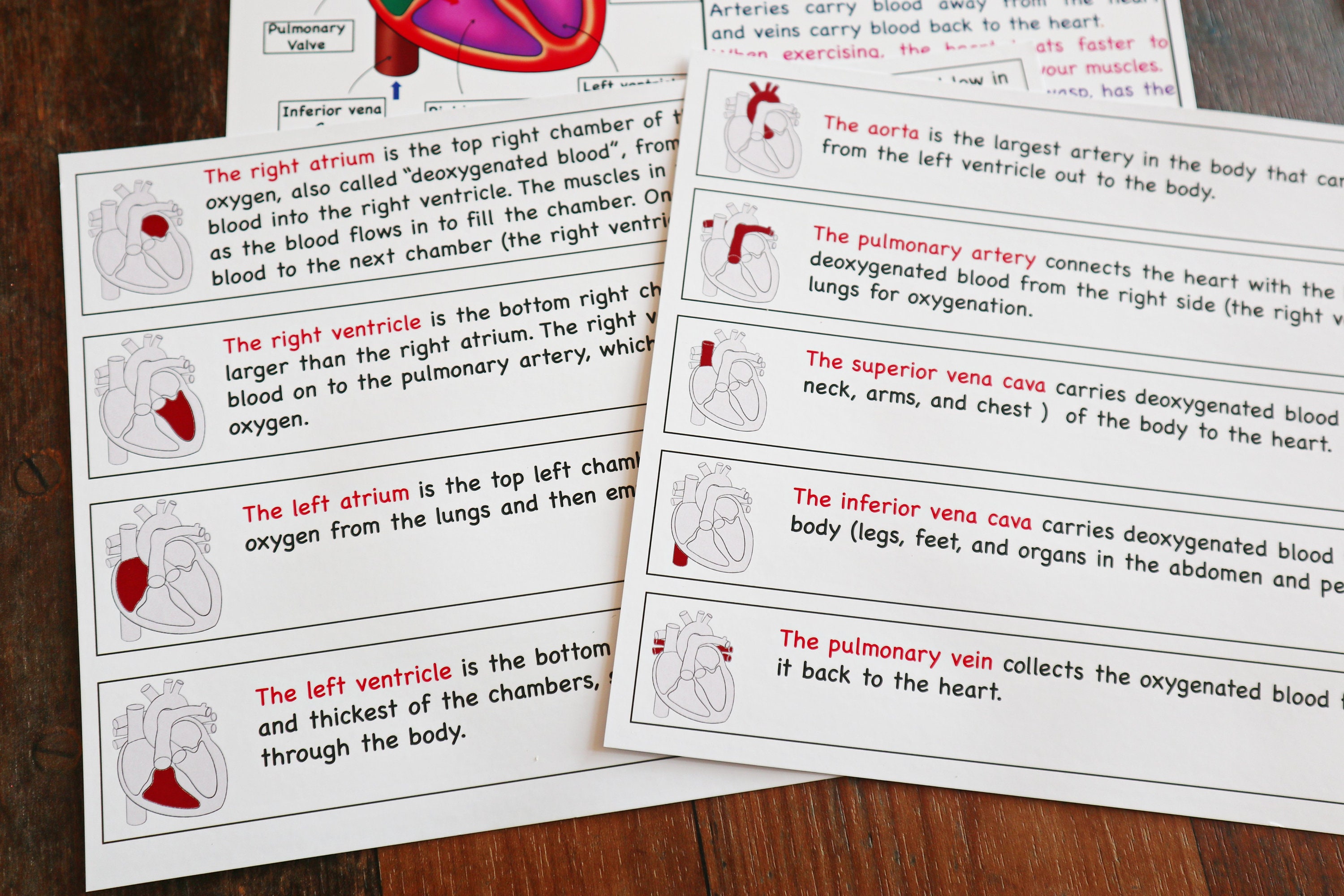 Human Heart Anatomy Printable Activity Heart Puzzle Heart - Etsy UK