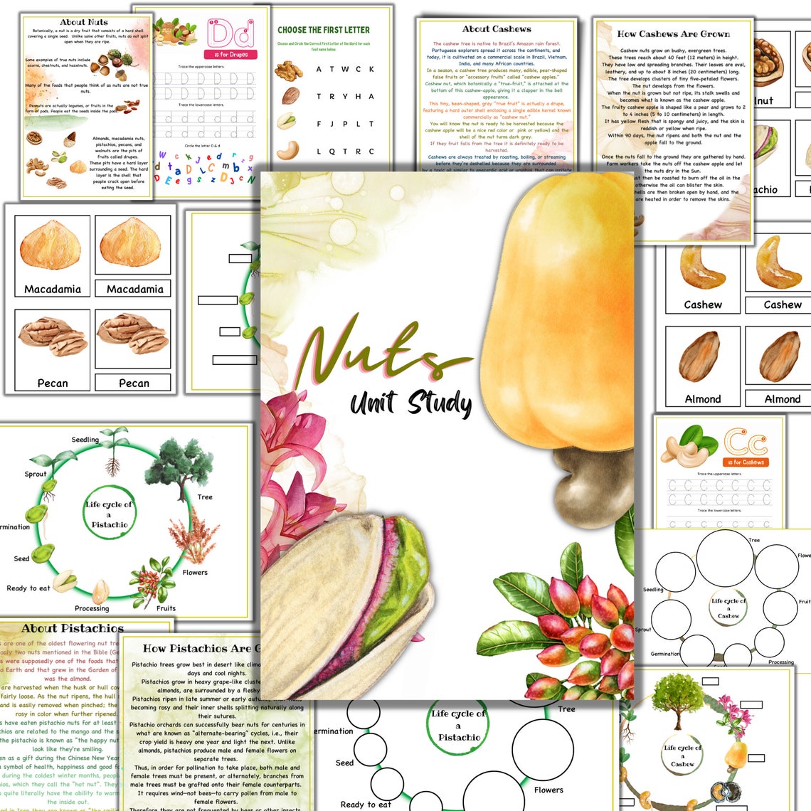 Nuts Unit Study, Drupes Unit, Cashew Life Cycle, Pistachio Life Cycle ...