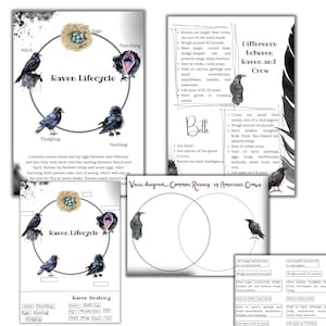 Raven Unit Study, Raven Anatomy, Halloween Printable Activity, Home ...