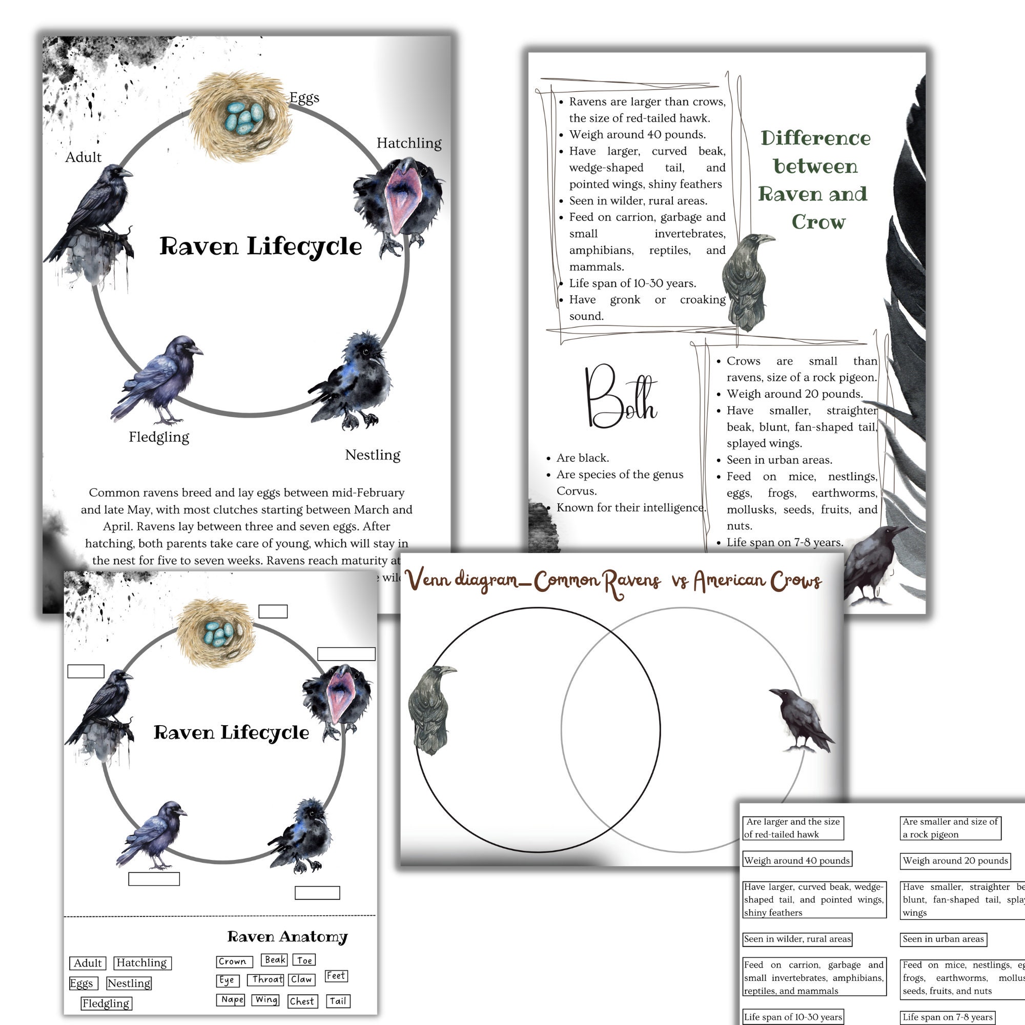 Raven Unit Study, Raven Anatomy, Halloween Printable Activity, Home ...