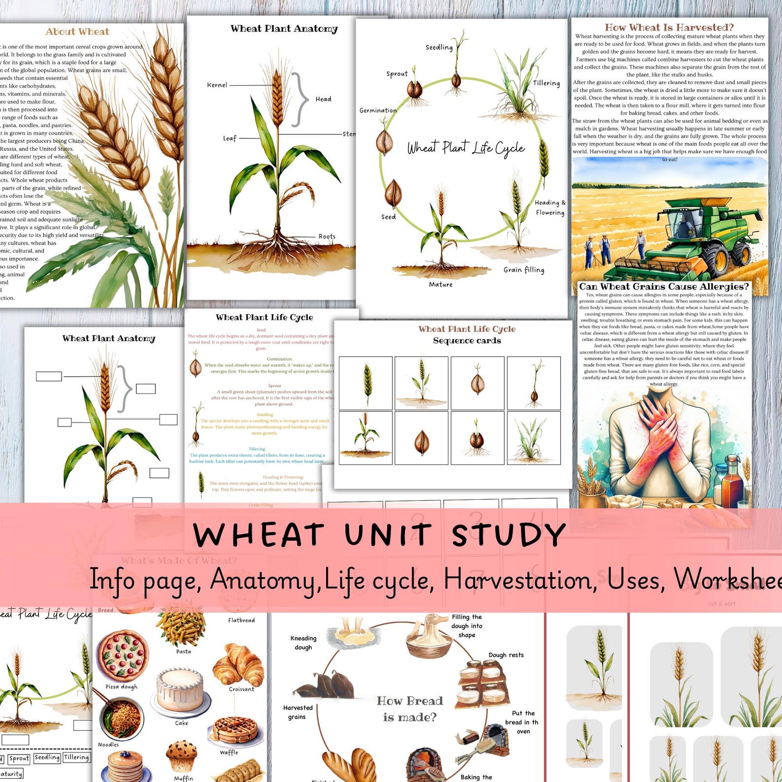 Grasslands Unit Study, Biome Unit Study, Wheat Unit Study, Grass Life ...