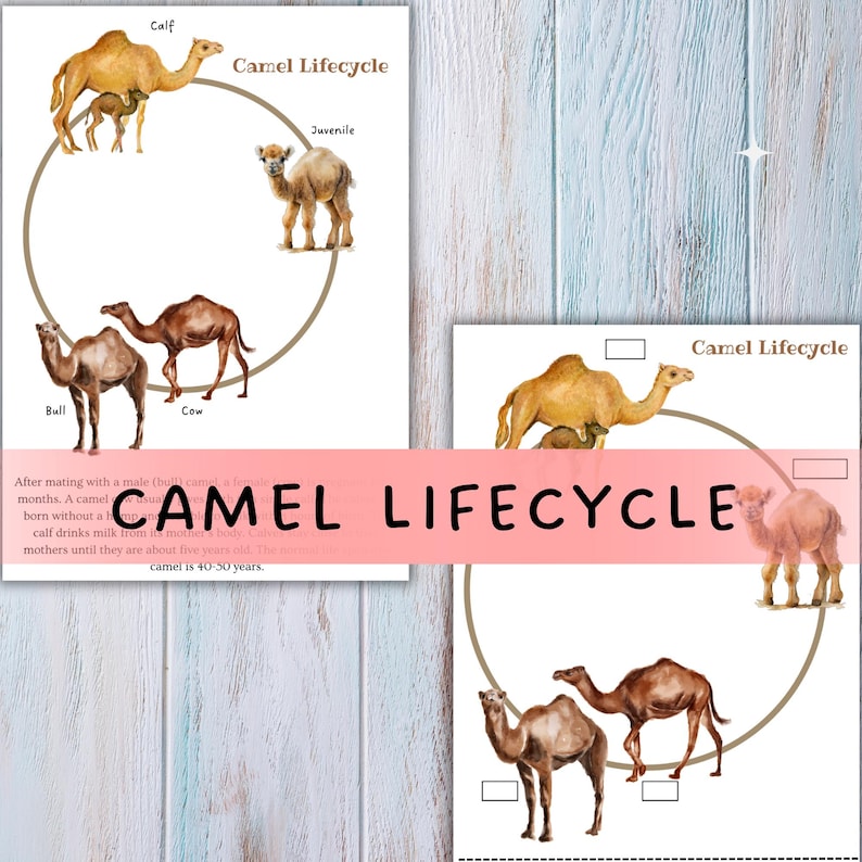 CAMEL LIFE CYCLE, Desert Study, Nature Unit, Homeschool Printable - Etsy