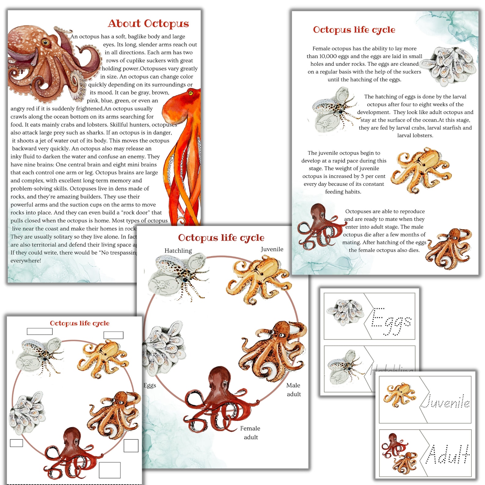 Octopus Mini Unit Study, Octopus Printable Puzzle, Octopus Activities ...